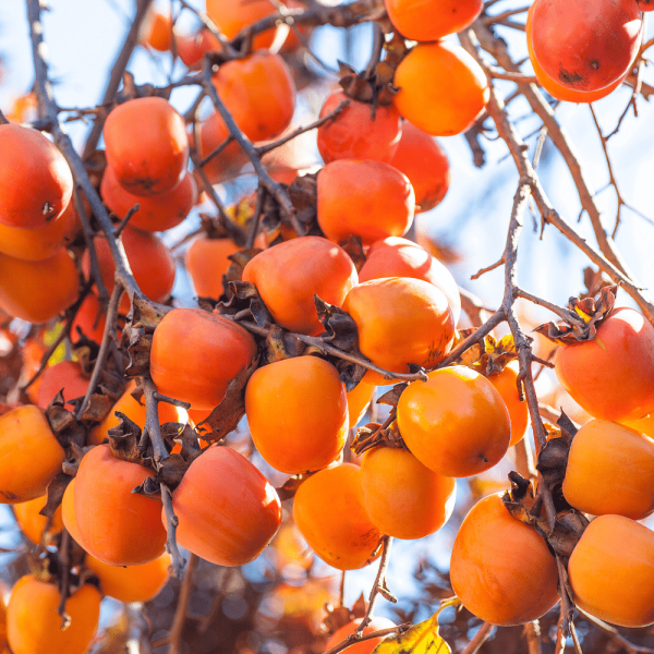 A TASTE OF AUTUMN IN JAPAN: TOP 5 RECOMMENDED FOODS | Arigato Travel