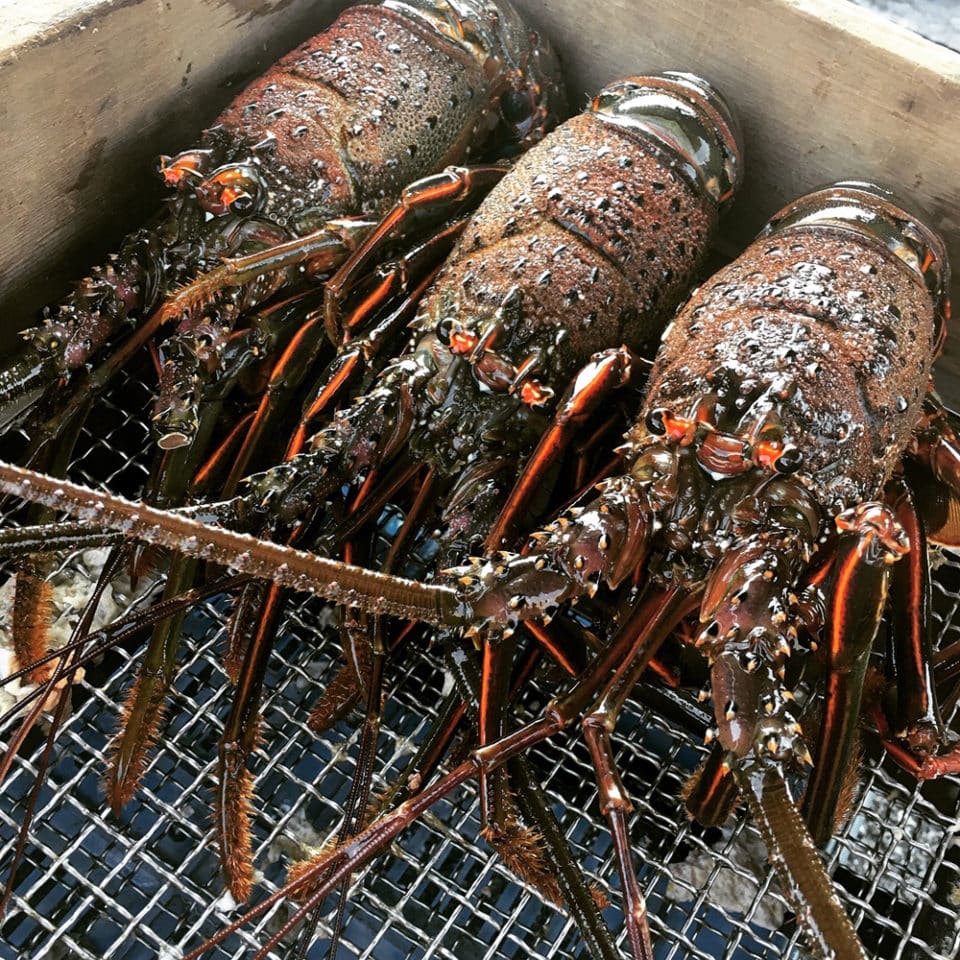 Ise Ebi – A Reason to Celebrate! | Arigato Travel