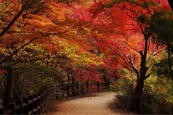 15 Romantic Honeymoon Destinations in Japan | Arigato Travel