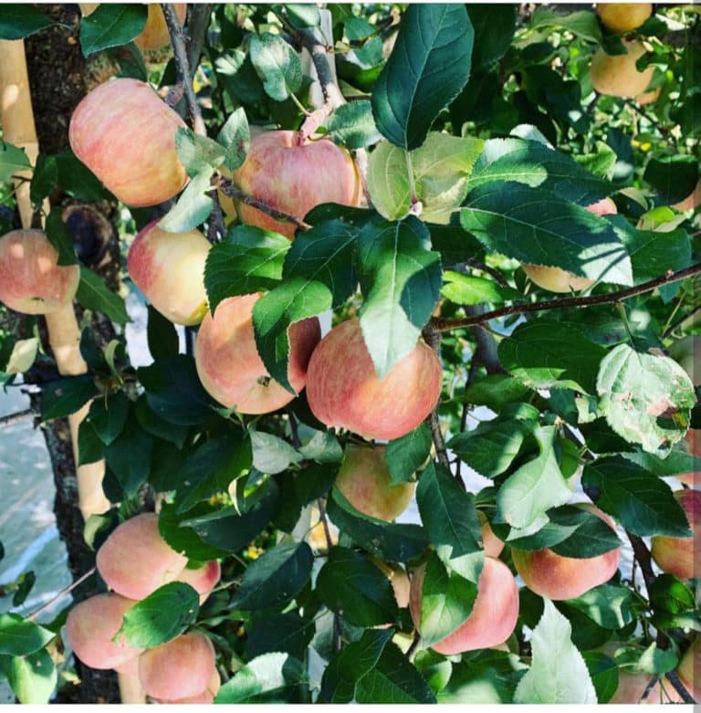Fruit Picking in Japan: Check Out the Seasonal Treasures! | Arigato Travel