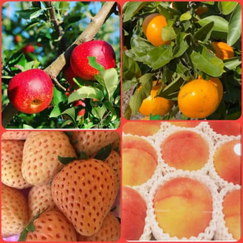 Fruit Picking in Japan: Check Out the Seasonal Treasures! | Arigato Travel