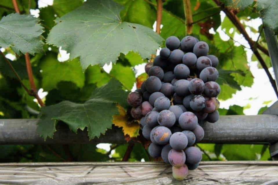 Fruit Picking in Japan: Check Out the Seasonal Treasures! | Arigato Travel