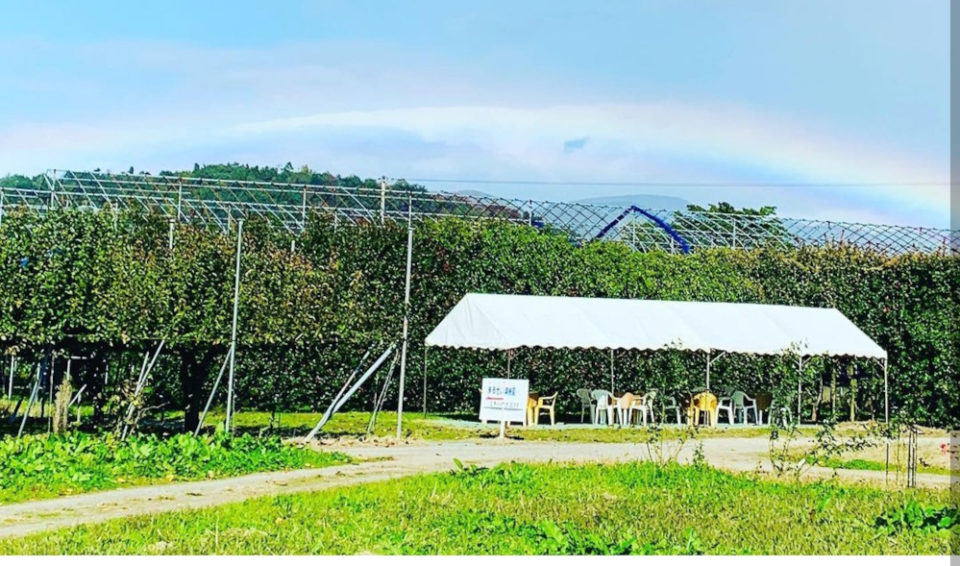 Fruit Picking in Japan: Check Out the Seasonal Treasures! | Arigato Travel