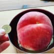 Fruit Picking in Japan: Check Out the Seasonal Treasures! | Arigato Travel