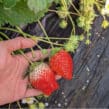 Fruit Picking in Japan: Check Out the Seasonal Treasures! | Arigato Travel