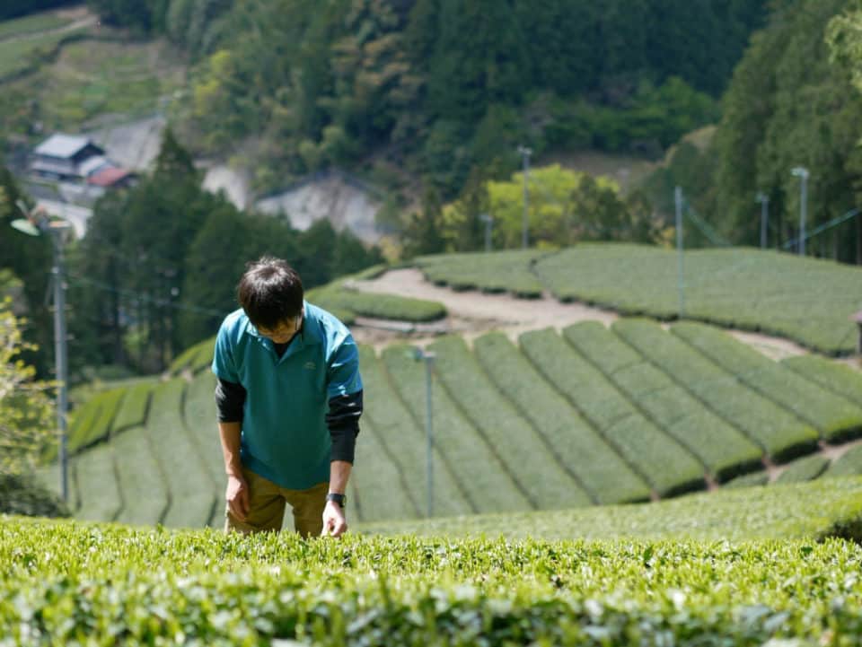 10 reasons why you should visit Japan during the Spring season ...