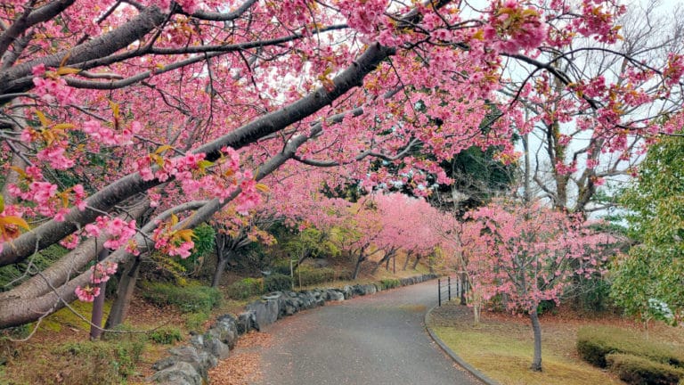 Seasonal Destinations: Spring adventures on Izu Peninsula | Arigato Travel