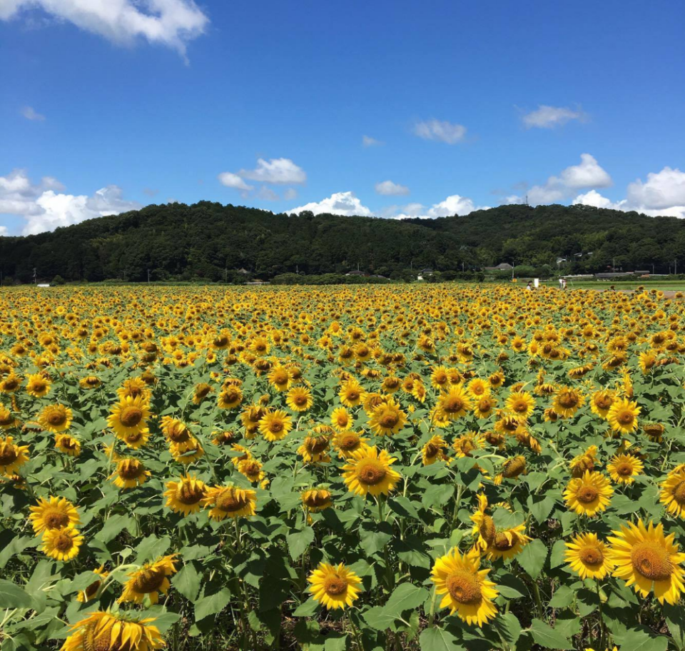 10 Best Summer Activities in Japan | Arigato Travel