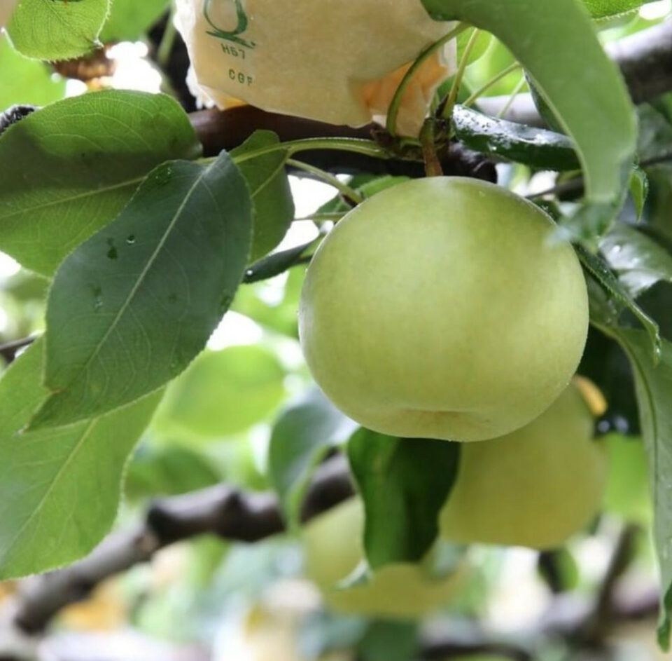 5 foods you must try on a Visit to Tottori prefecture! | Arigato Travel