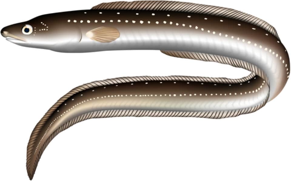 Guess what: it’s not always Unagi, sometimes it’s Anago! | Arigato Travel