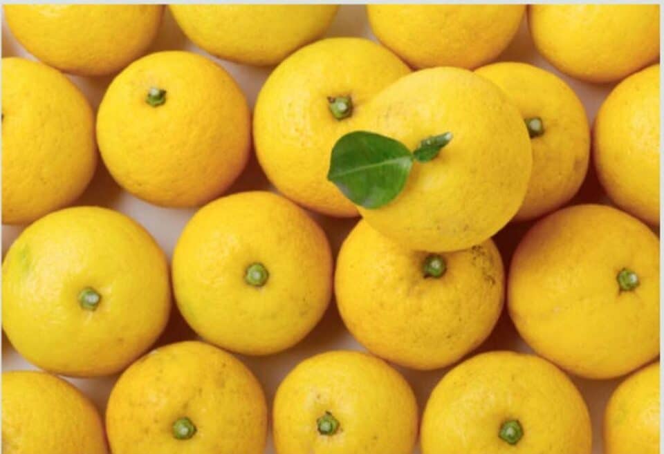 Kabosu: First-rate fruit of Oita Prefecture | Arigato Travel