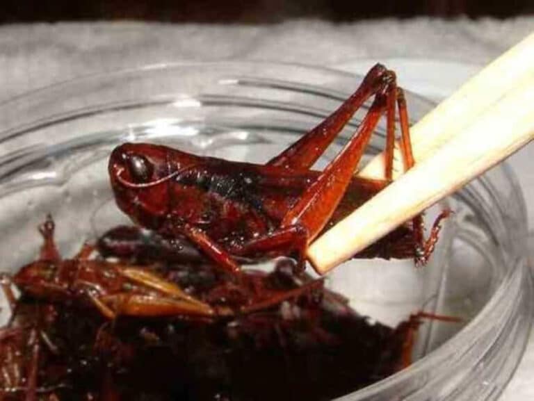 Top 10 Strangest Foods You Can Find in Japan For Adventurous Foodies ...