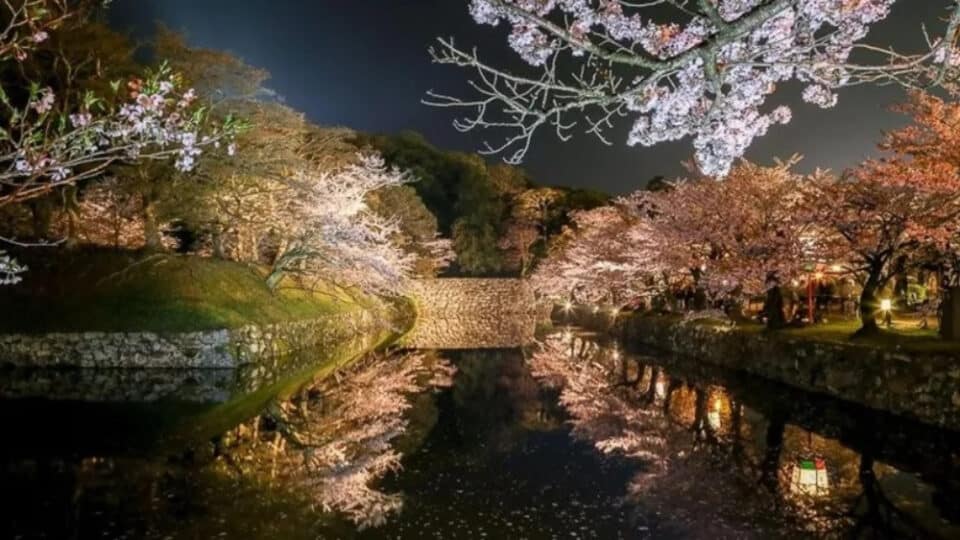 Hanami – Places to Go Nearby Tokyo and Kyoto | Arigato Travel