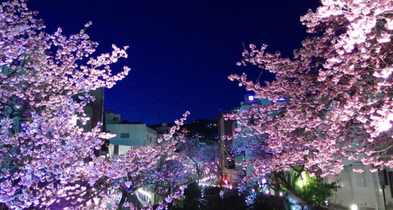 Hanami – Places to Go Nearby Tokyo and Kyoto | Arigato Travel