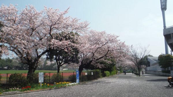 Hanami – Places to Go Nearby Tokyo and Kyoto | Arigato Travel