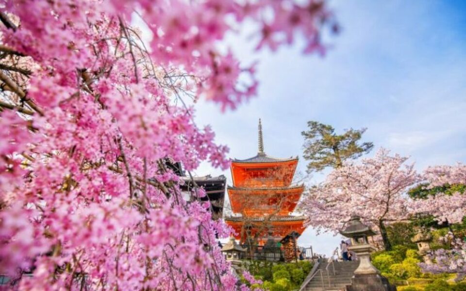 Cherry Blossom Forecast 2025: Catch the Early Blooming Dates for the ...