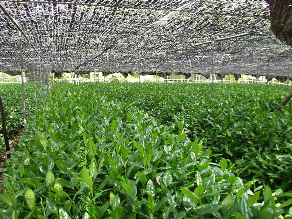 GYOKURO: THE BEST GREEN TEA YOU’VE NEVER HEARD OF