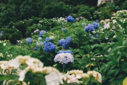 Tsuyu: Let summer begin…but not too hot and NOT dry! | Arigato Travel