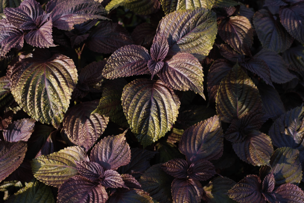 Delving Deep Into Shiso Leaves | Arigato Travel