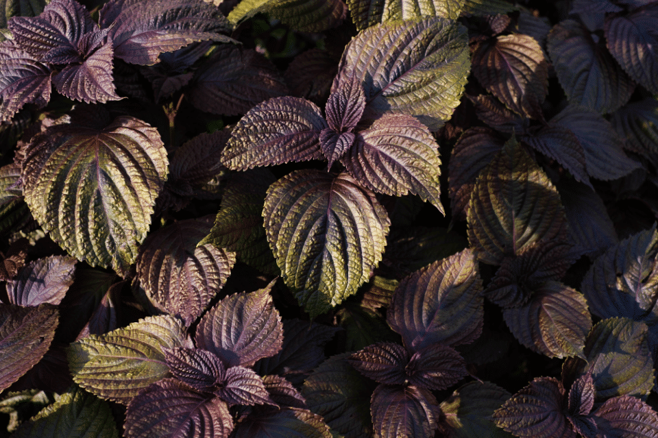 Delving Deep Into Shiso Leaves | Arigato Travel
