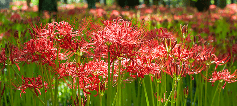 WHAT’S HAPPENING IN TOKYO: THINGS TO DO IN SEPTEMBER 2023 | Arigato Travel