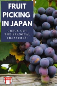 Fruit Picking in Japan: Check Out the Seasonal Treasures! | Arigato Travel