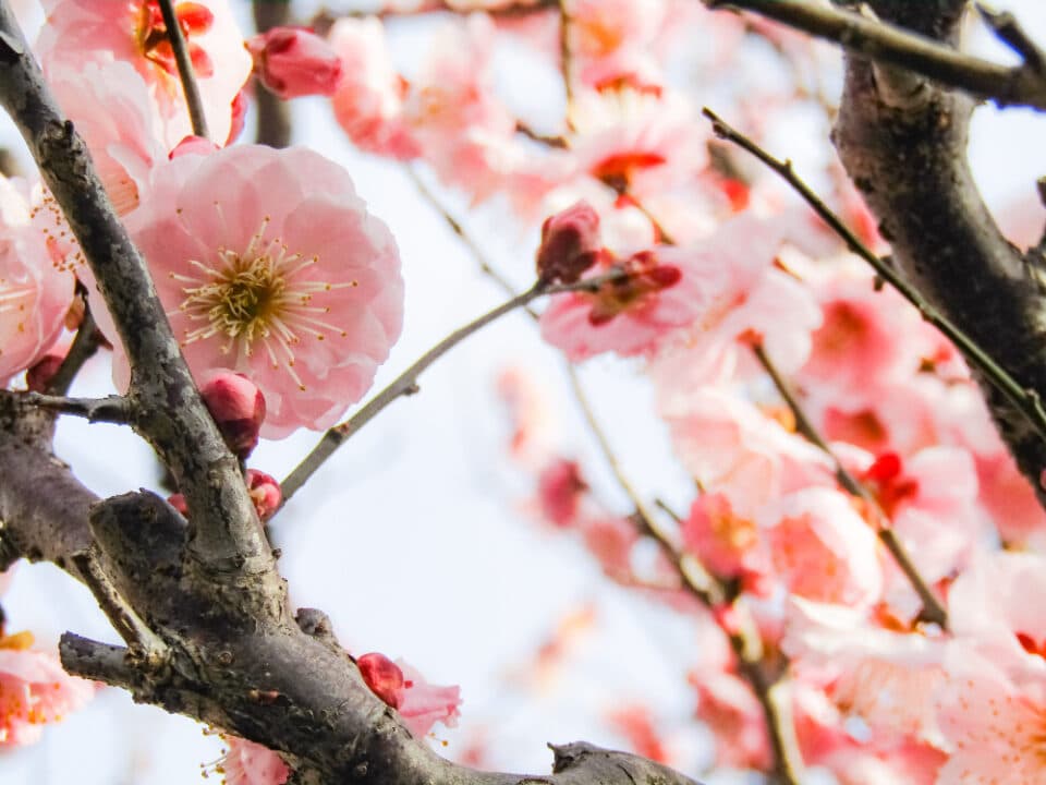 Exploring the Beauty of Plum Blossoms in Japanese Culture | Arigato Travel