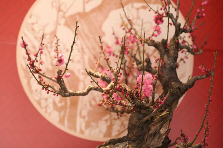 Exploring the Beauty of Plum Blossoms in Japanese Culture | Arigato Travel