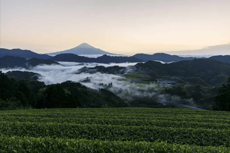 Discovering Suruga | Arigato Travel