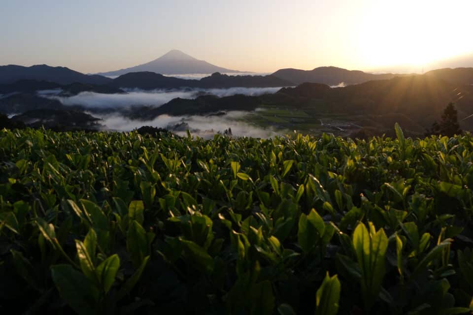 DAY TRIP FROM TOKYO TO TEA COUNTRY: SHIZUOKA’S SURUGA REGION | Arigato ...