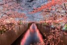 THINGS TO DO IN TOKYO IN APRIL 2024 | Arigato Travel
