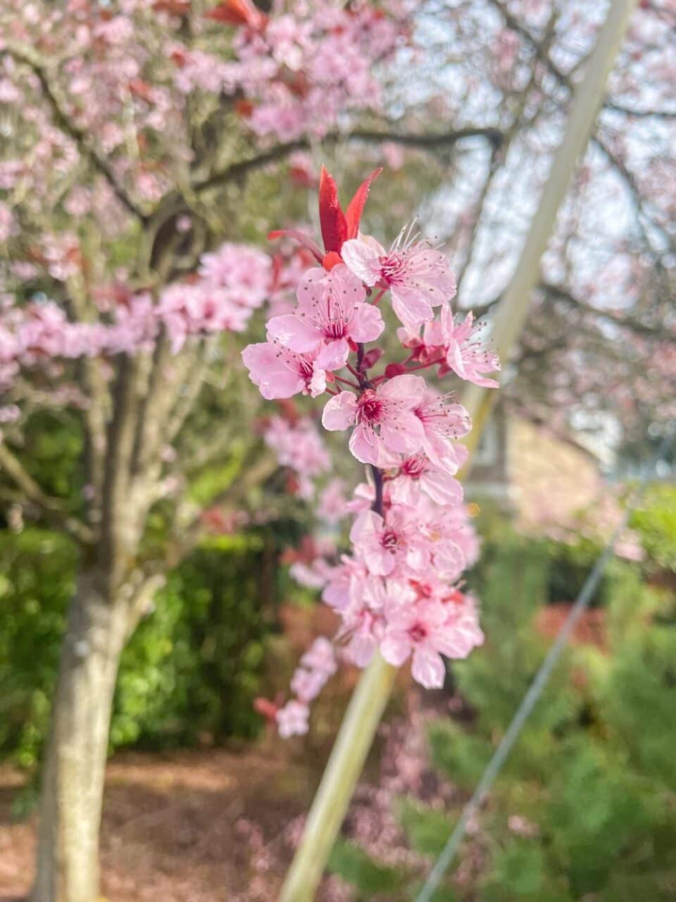 10 Cherry Blossom Varieties Not to Miss in Japan | Arigato Travel