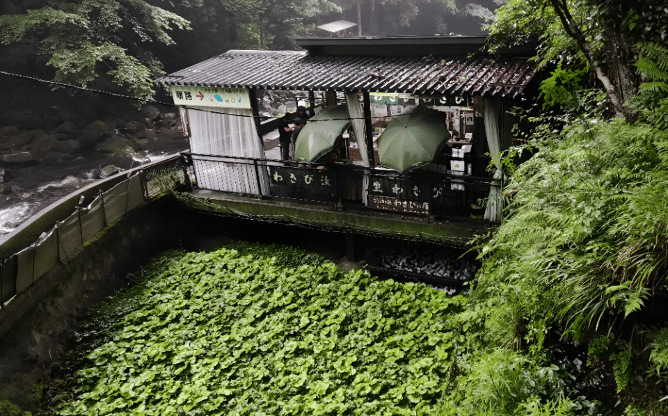 HEALTHY TRIP TO SURUGA: CAPTURE ITS COLORS