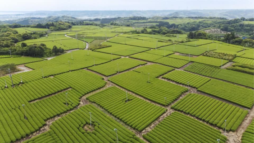 From Winter, Spring, Summer to Autumn, Everything to Do in Suruga ...