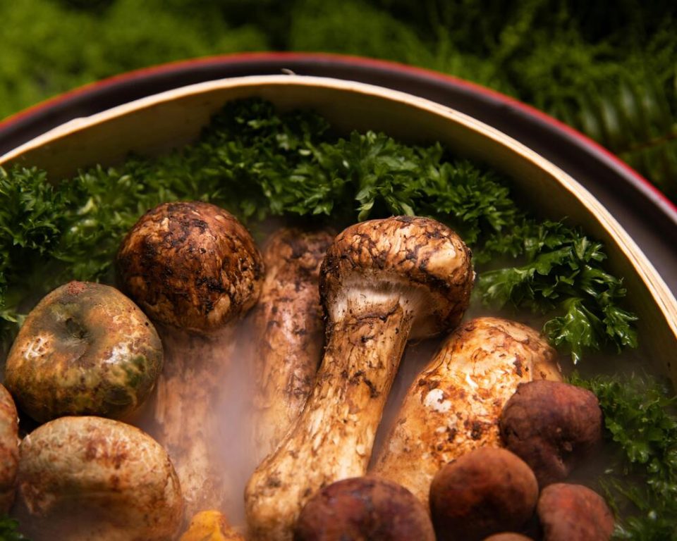 Matsutake Mushrooms: The Autumn Delicacy That Captivates the Senses