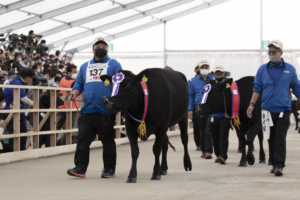 A FRIENDLY GUIDE TO JAPAN’S WAGYU REGIONS