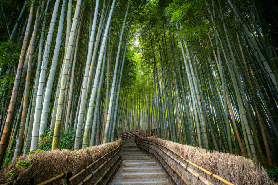 Things to Do in Kyoto in February 2026