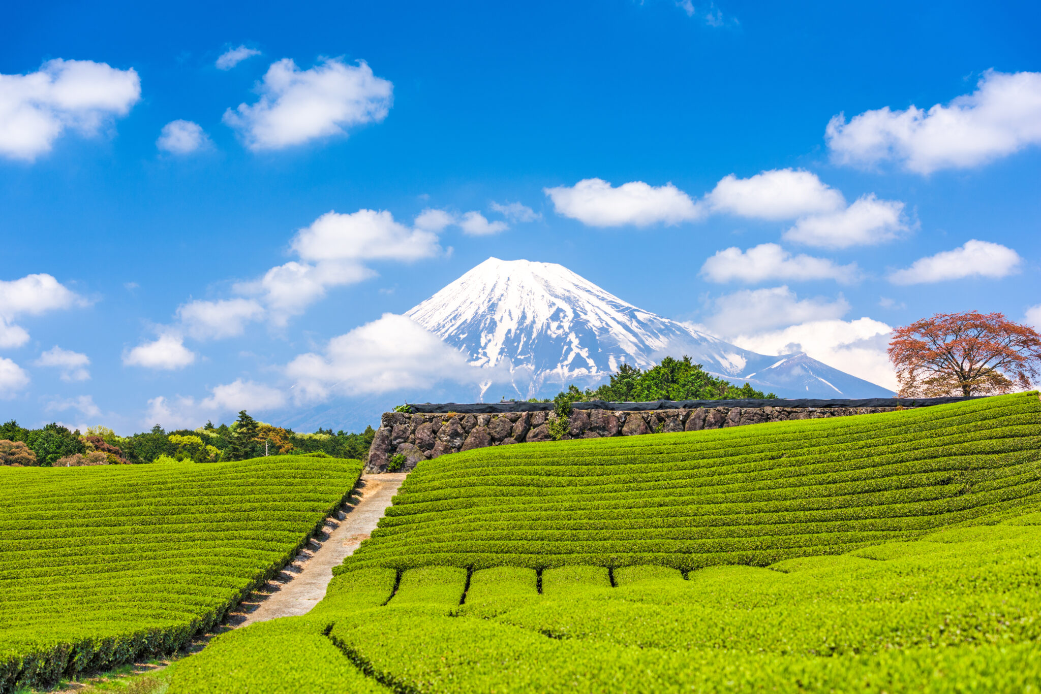 Japanese Winter Matcha Guide: Best Drinks, Desserts & Seasonal Finds ...